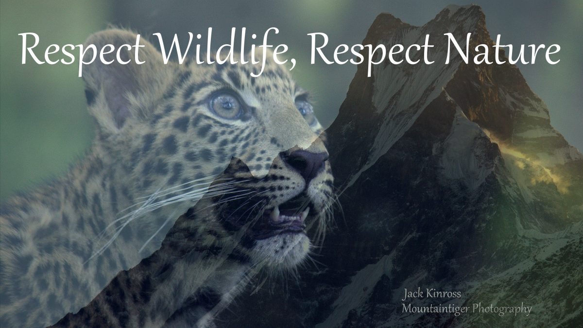 In these uncertain times, protecting tigers, leopards, wildlife is more ...